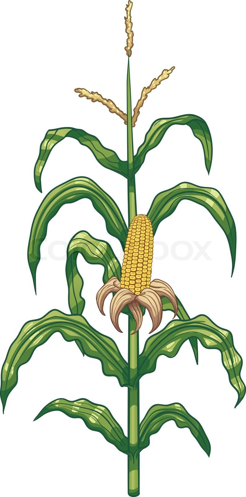 Cartoon plant | Stock vector | Colourbox