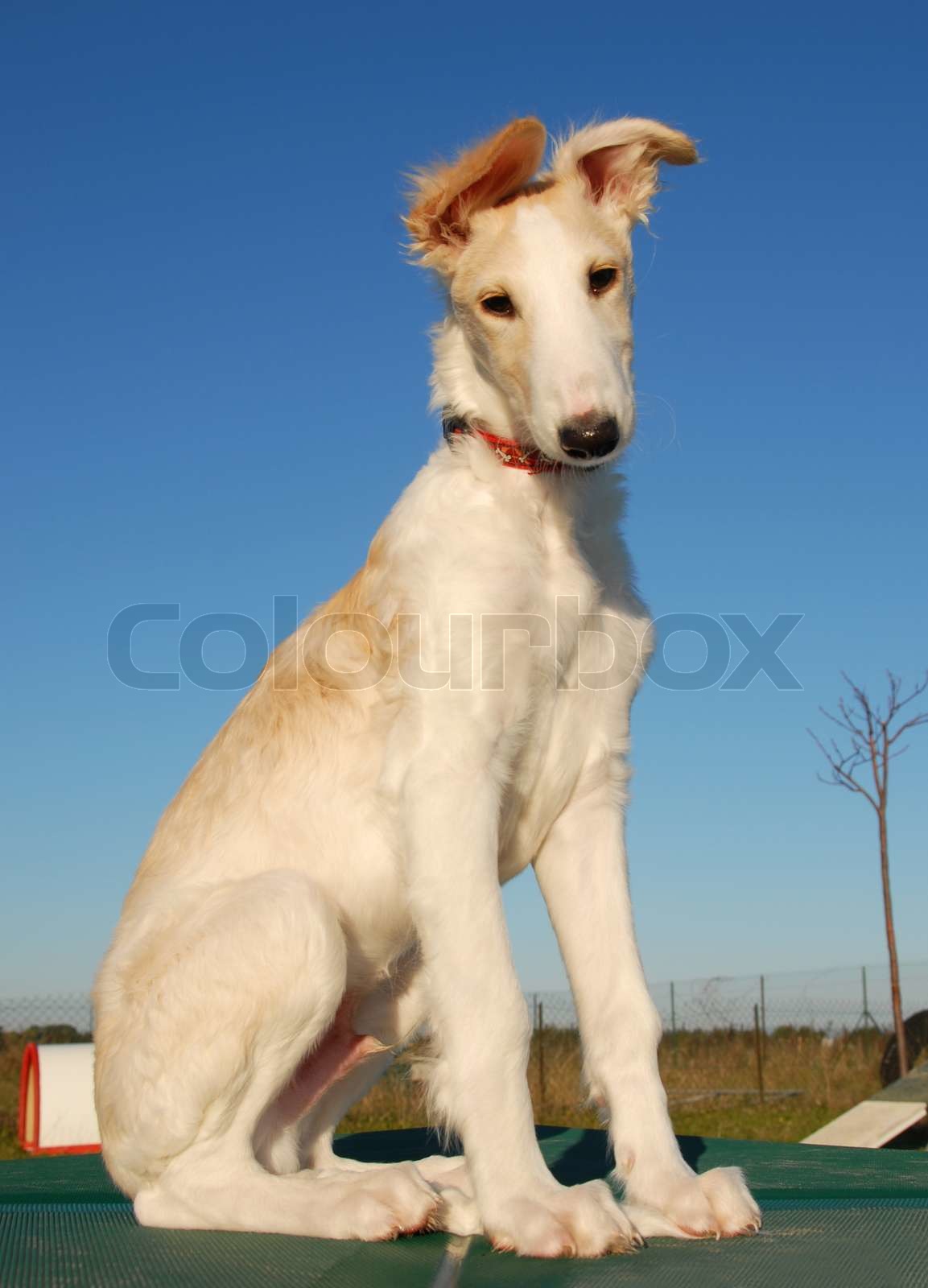 puppy borzoi | Stock image | Colourbox