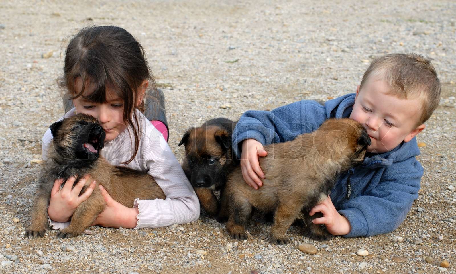 children and puppies | Stock image | Colourbox