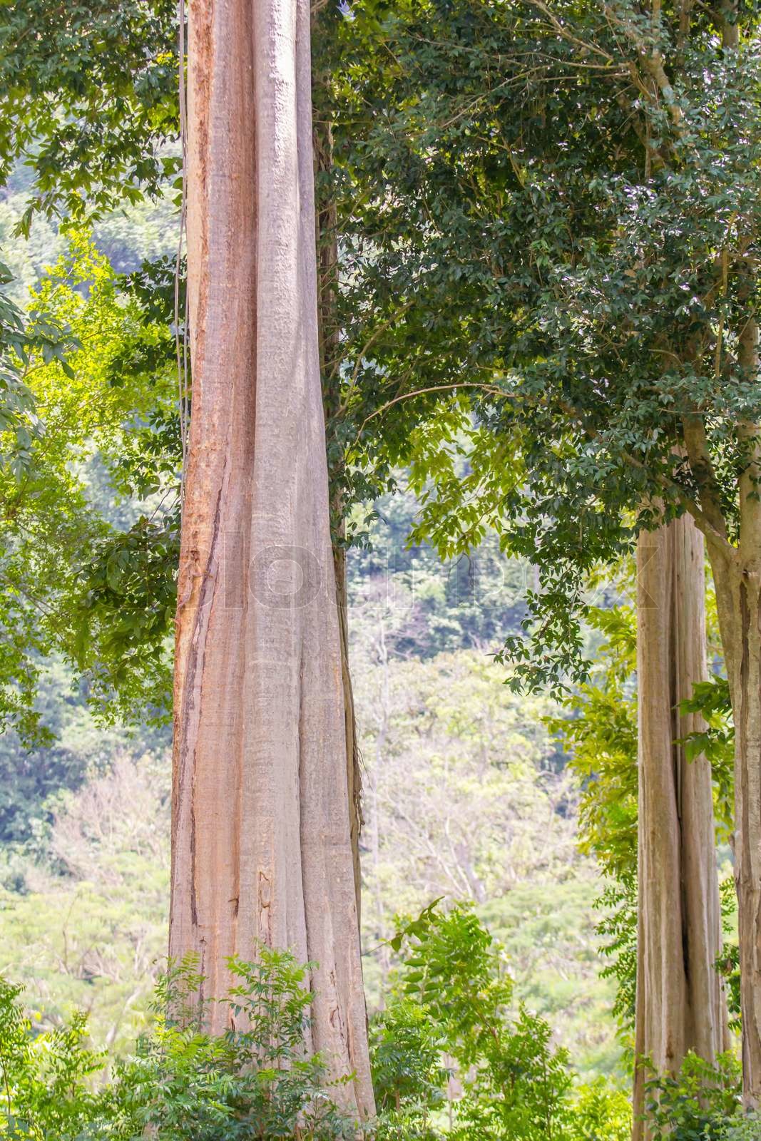 trunks of big trees | Stock image | Colourbox