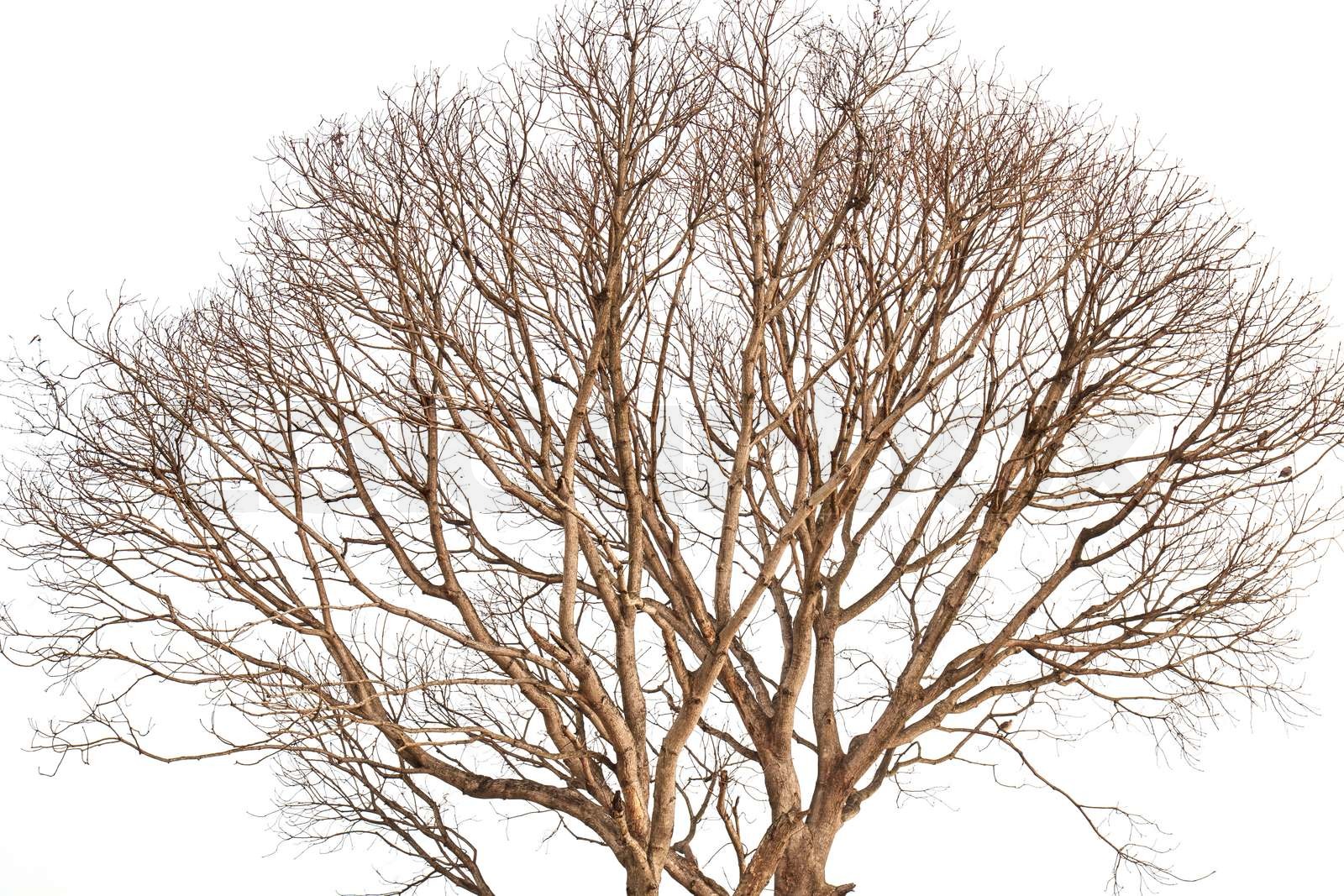 Dead Tree without Leaves isolated on white background | Stock image ...