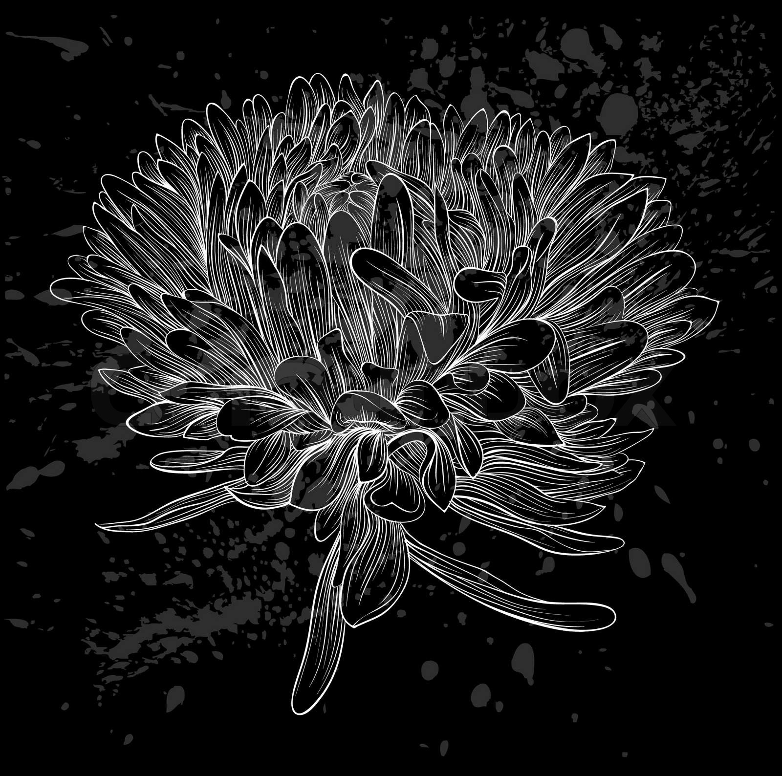 beautiful monochrome, black and white aster flower isolated. | Stock ...