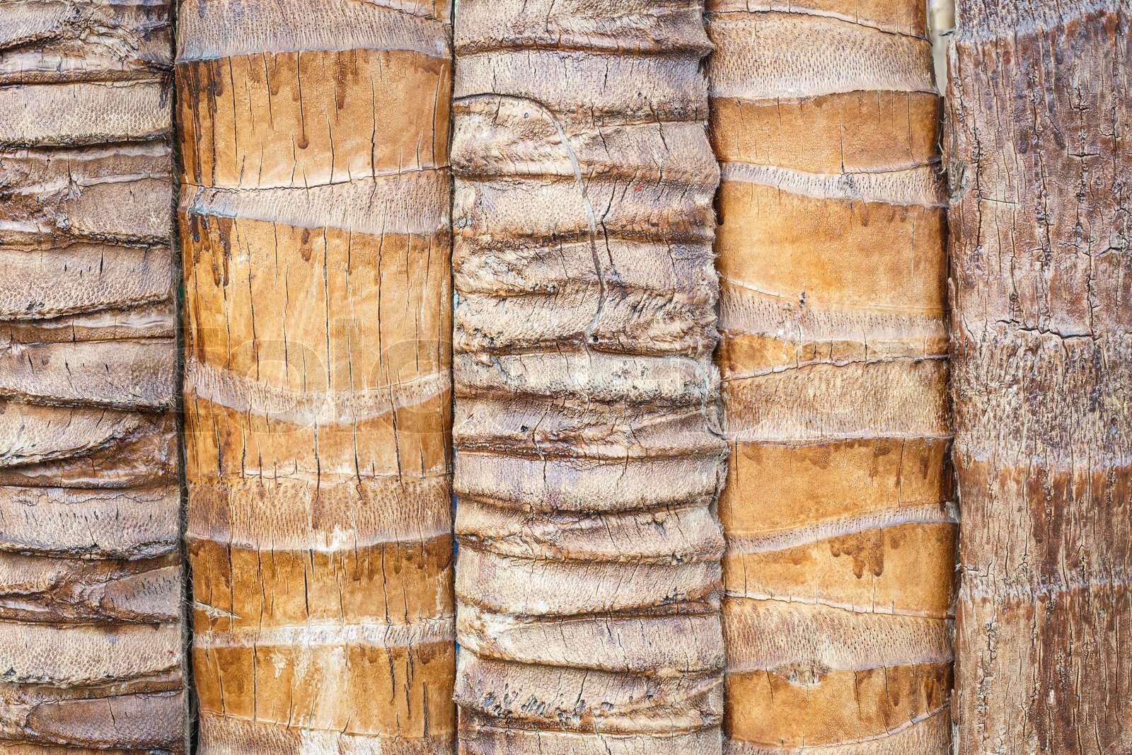 Coconut tree texture | Stock image | Colourbox