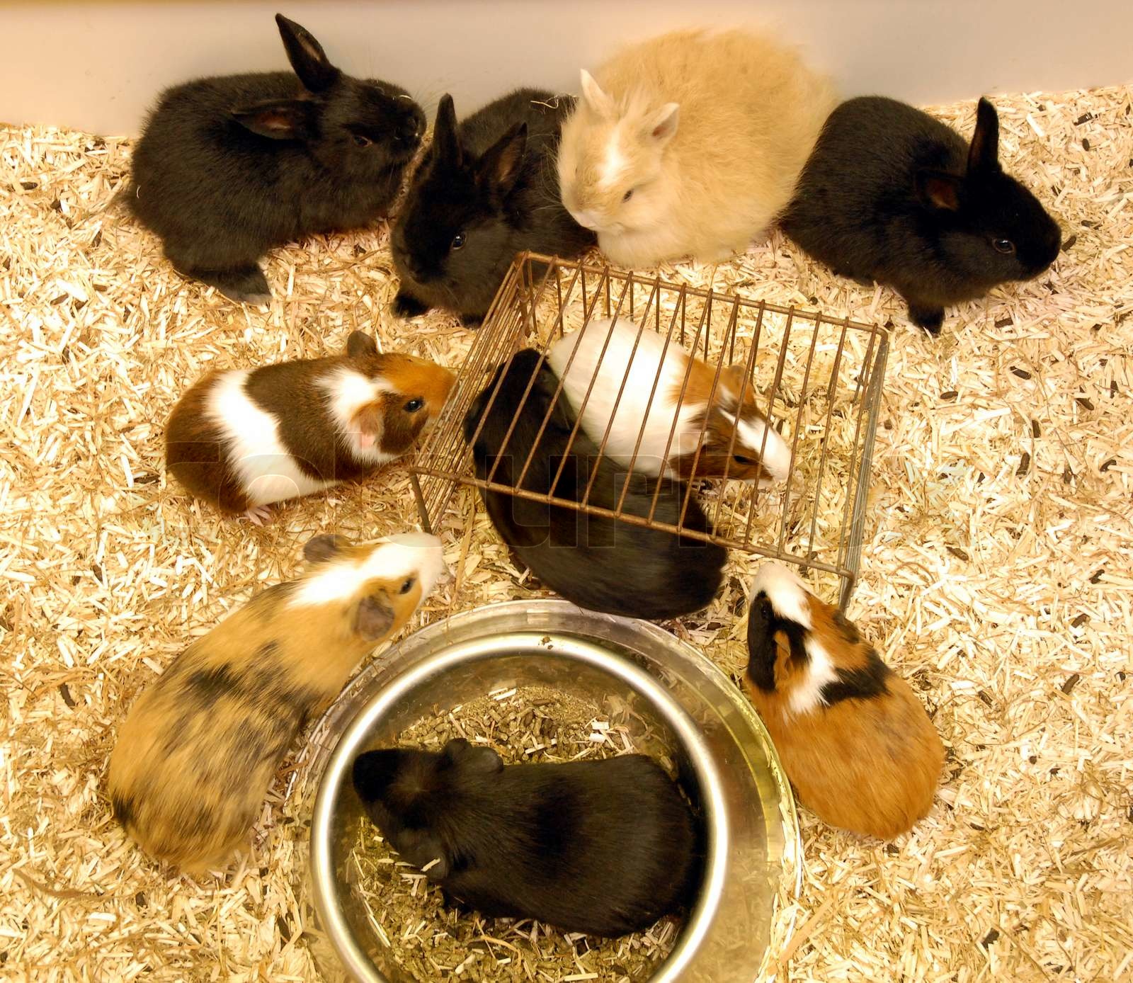 young rabbits and guinea pigs | Stock image | Colourbox