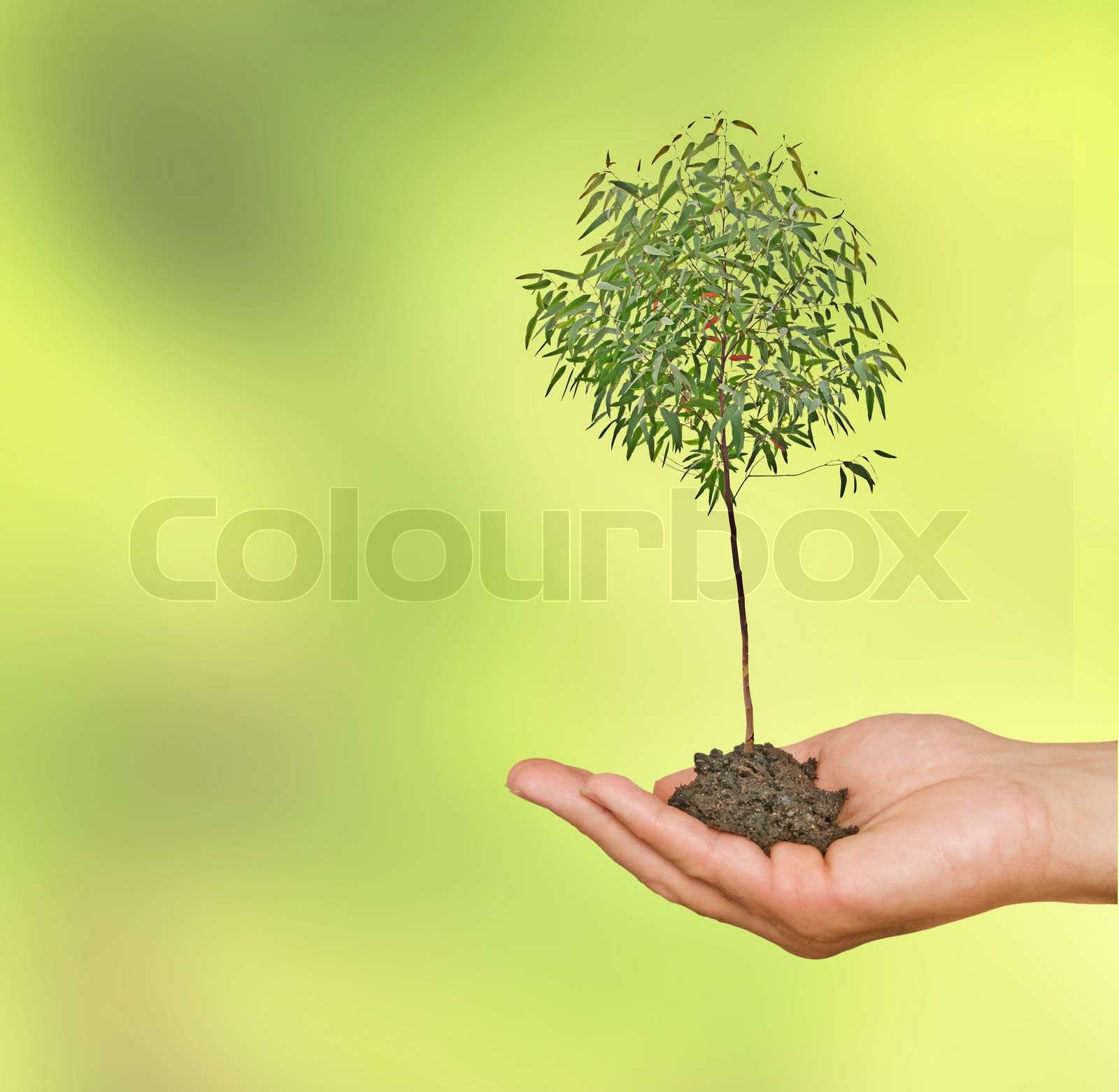 Tree in hand | Stock image | Colourbox