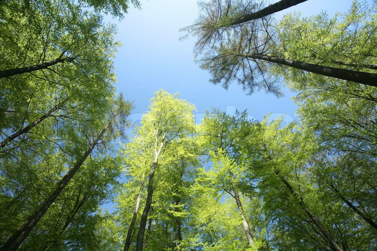 forest | Stock image | Colourbox