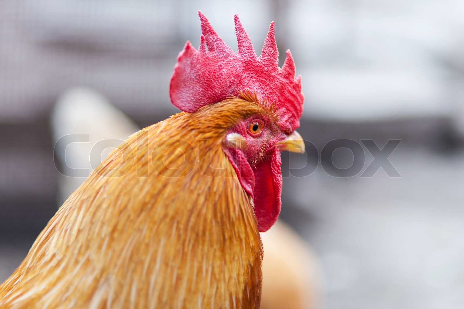 Red rooster | Stock image | Colourbox
