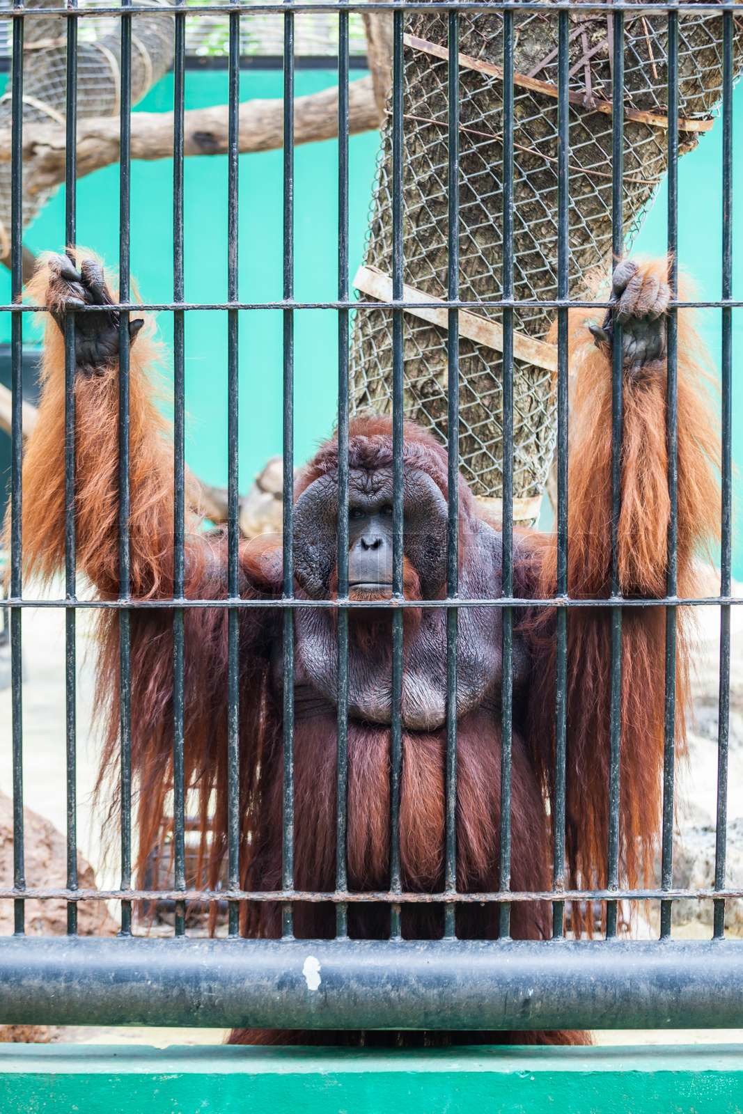 Monkey in the cage | Stock image | Colourbox