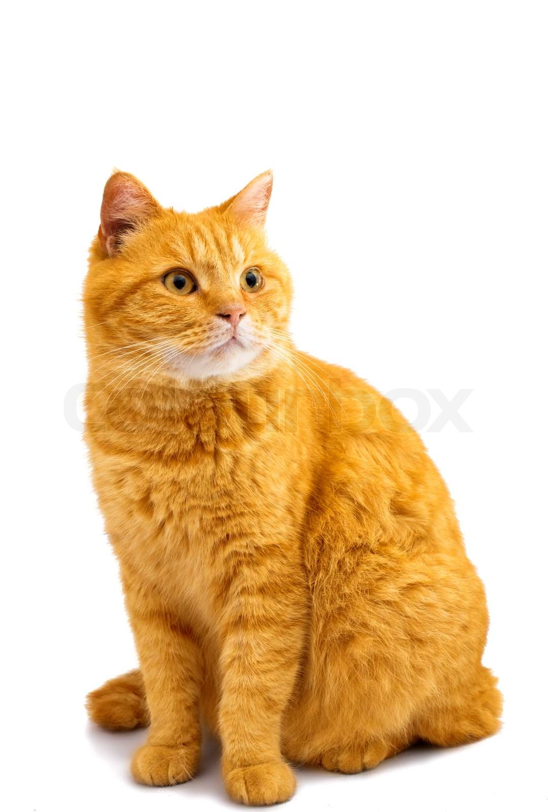 red cat | Stock image | Colourbox