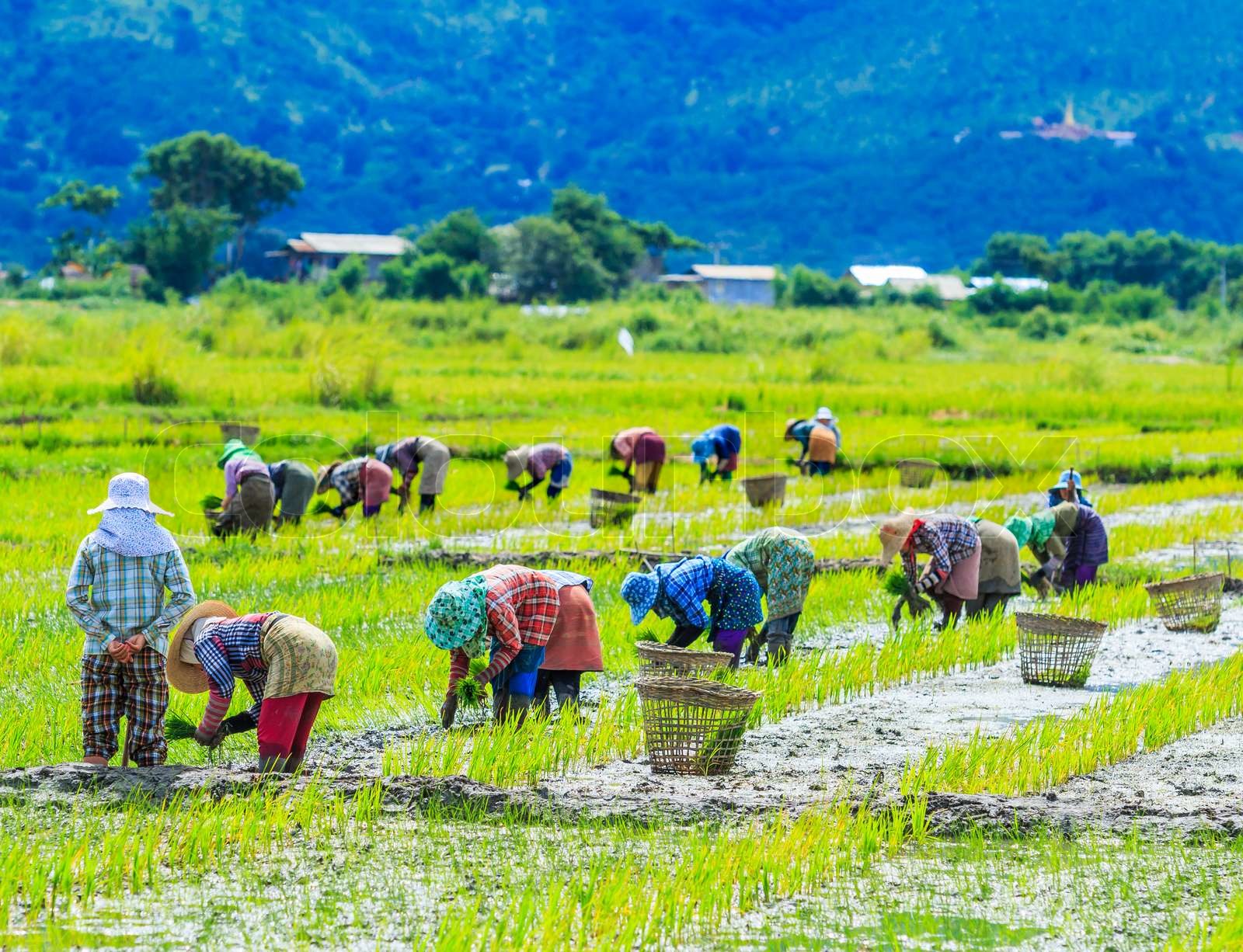 Growing rice on the paddy rice farmland in village Inlay Shan state of ...