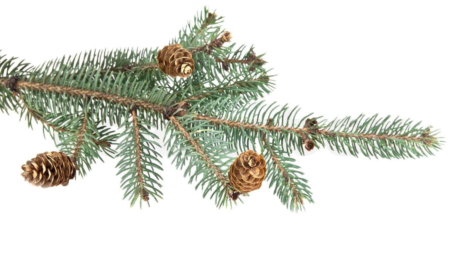branch of fir-tree | Stock image | Colourbox