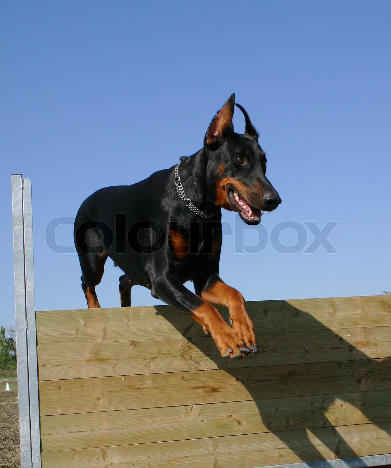 jumping doberman | Stock image | Colourbox