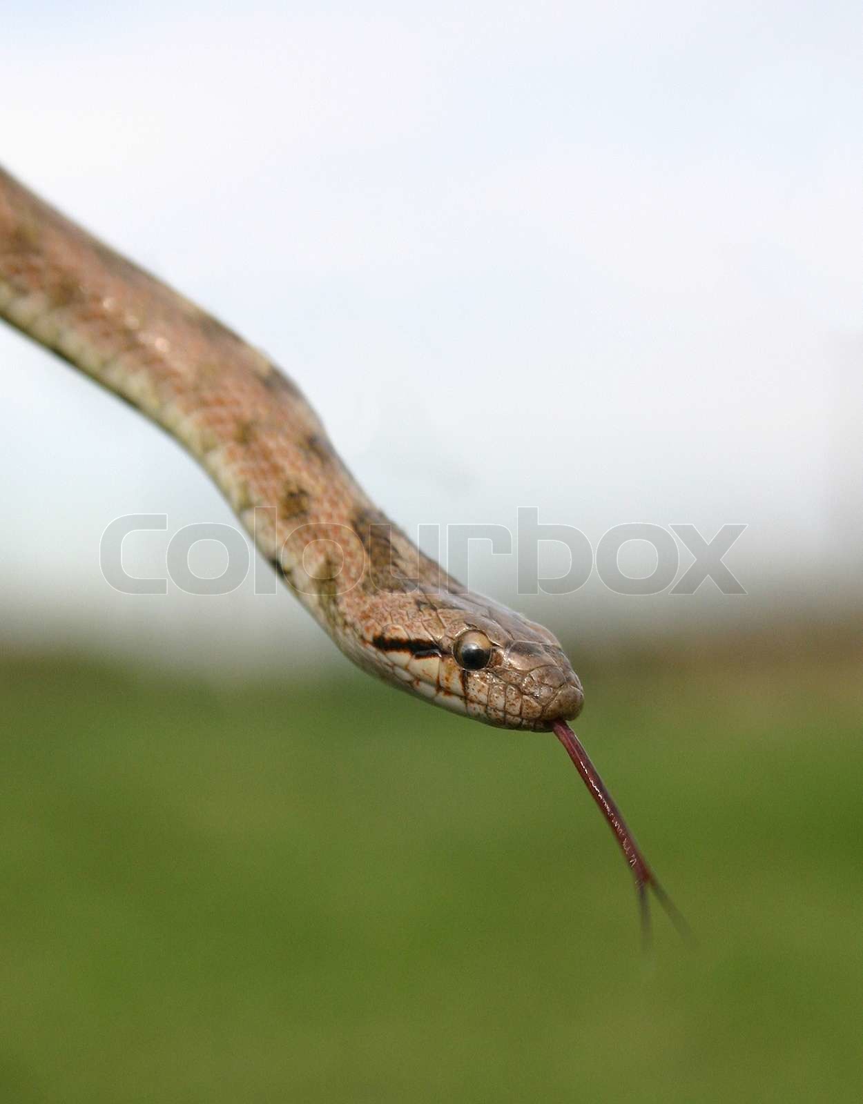 Smooth snakes | Stock image | Colourbox