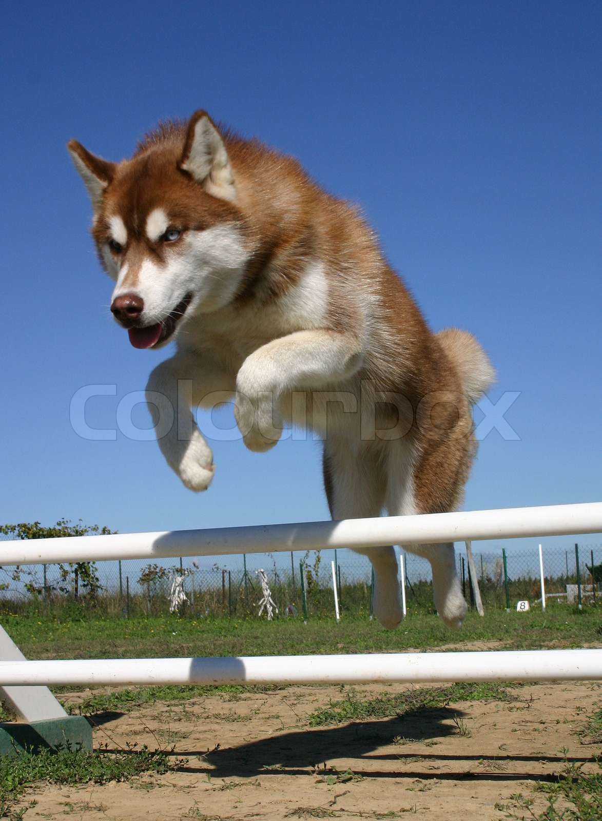 jumping husky | Stock image | Colourbox