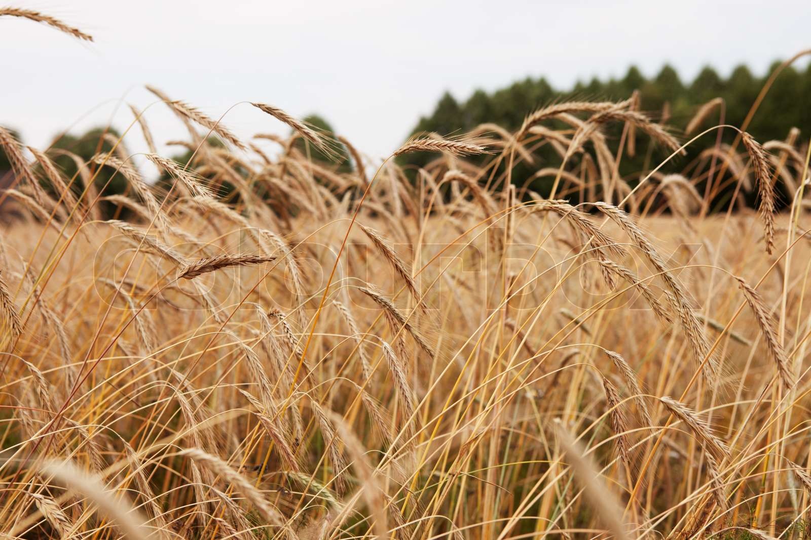 Kornmark på Frilandsmuseet | Stock foto | Colourbox