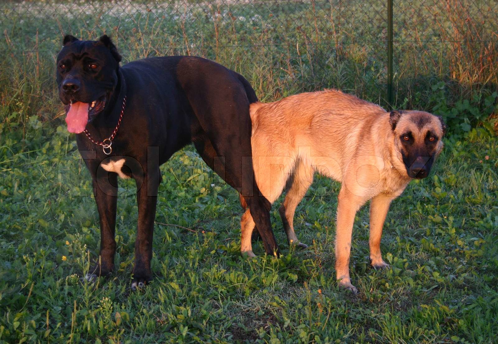 mating dog | Stock image | Colourbox