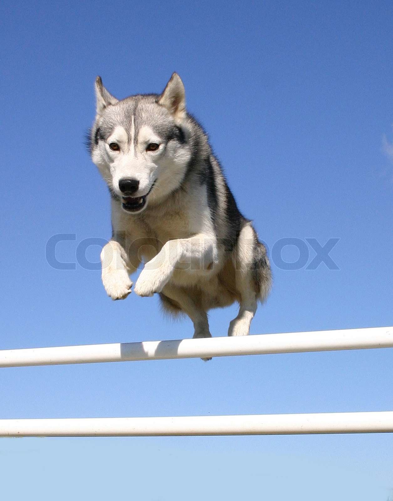 jumping husky | Stock image | Colourbox