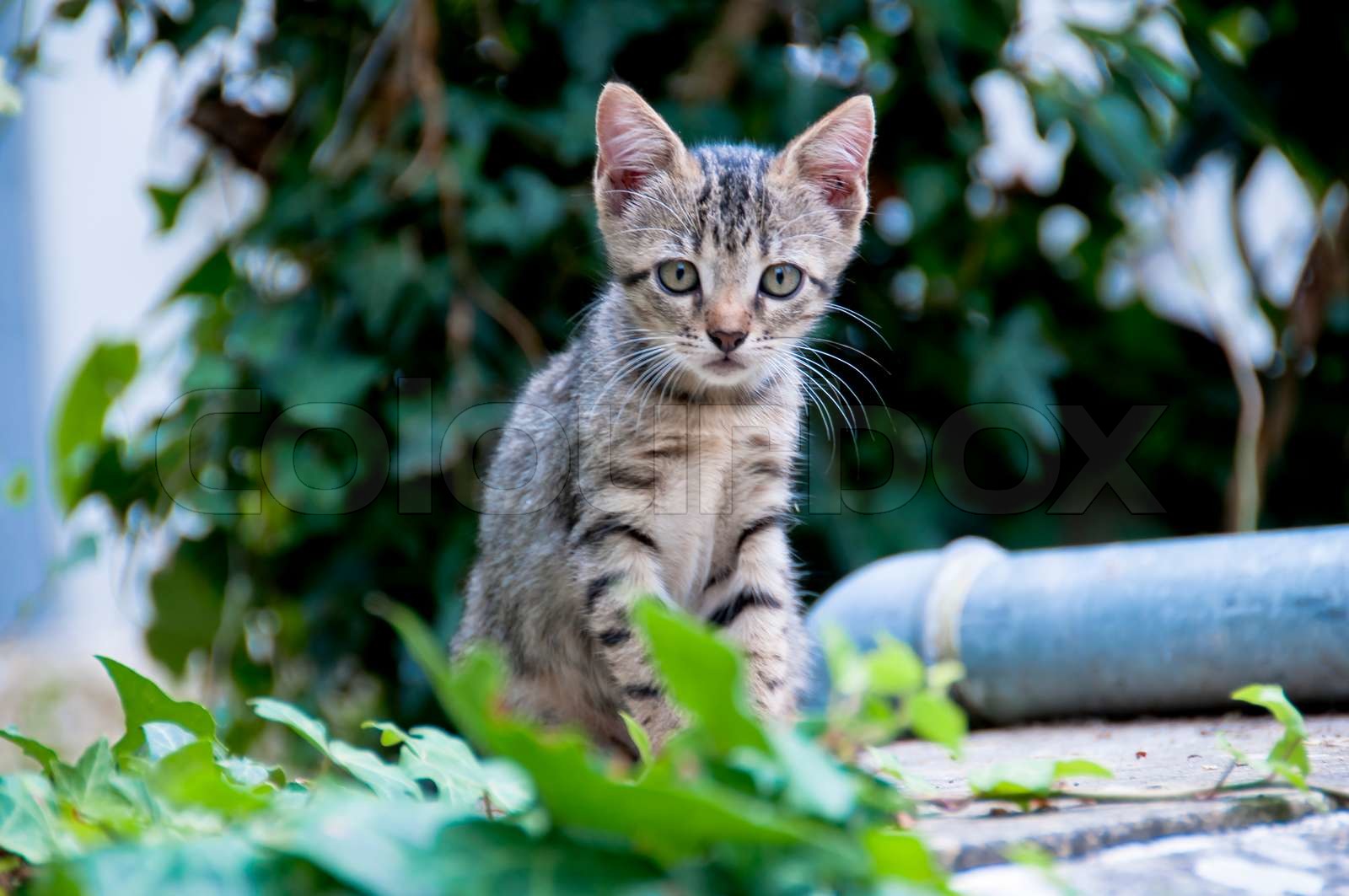 Vildkat | Stock image | Colourbox