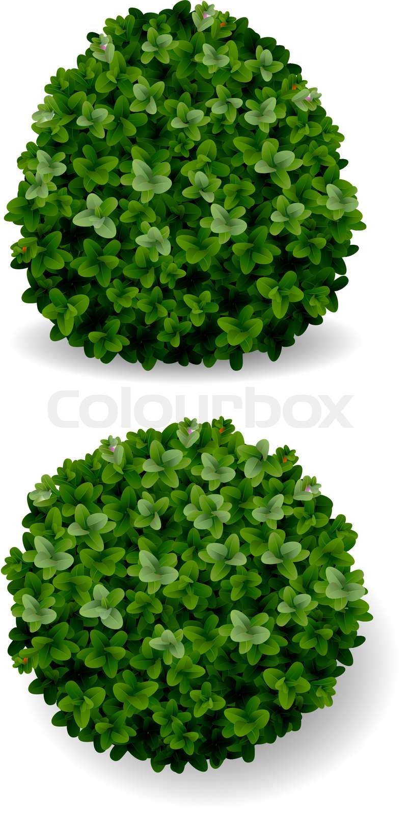 bush decorative boxwood | Stock vector | Colourbox