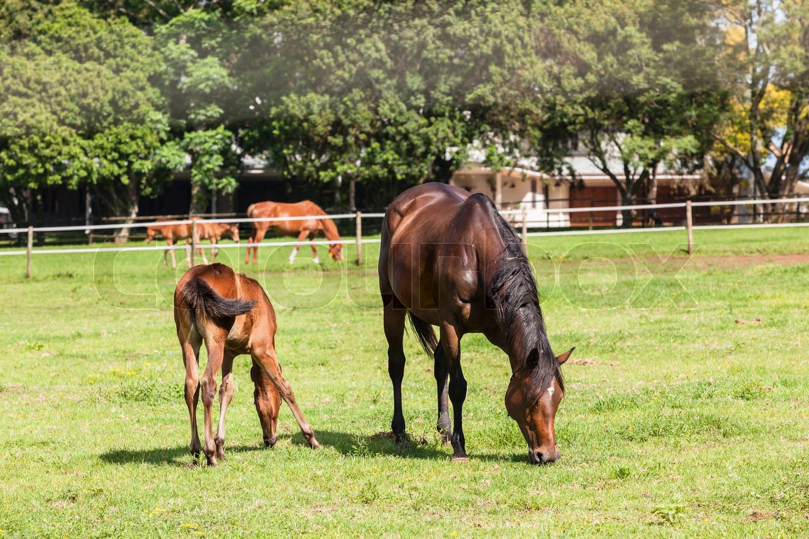 Horse Foal Colt Stud Farm | Stock image | Colourbox