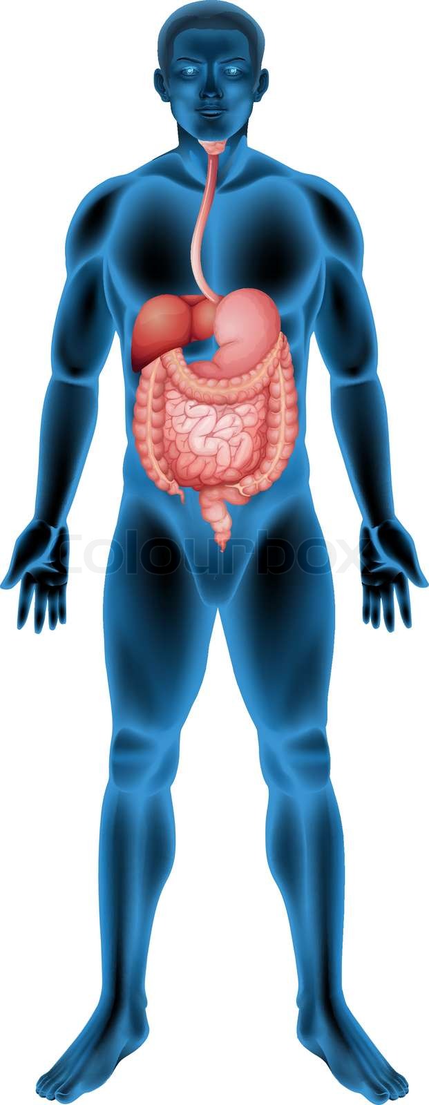 Human digestive system | Stock vector | Colourbox