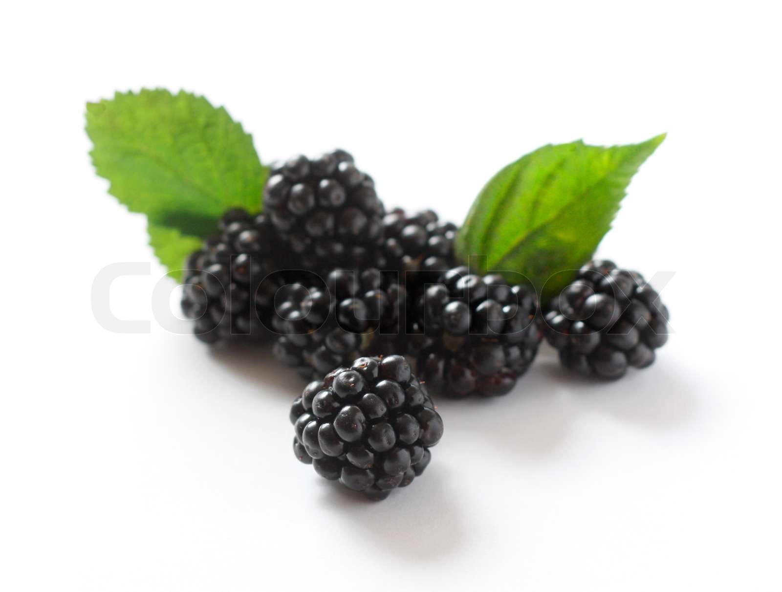 Blackberry on white background | Stock image | Colourbox
