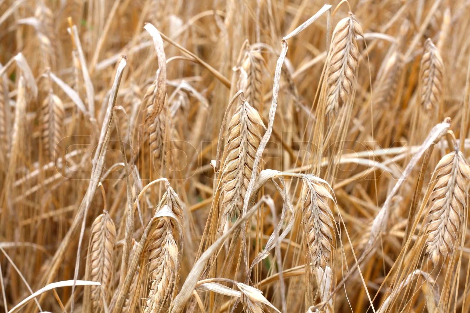 Gerste | Stock Bild | Colourbox