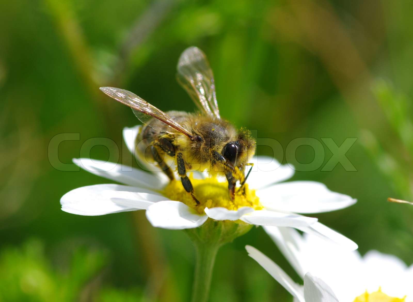 Bee | Stock image | Colourbox