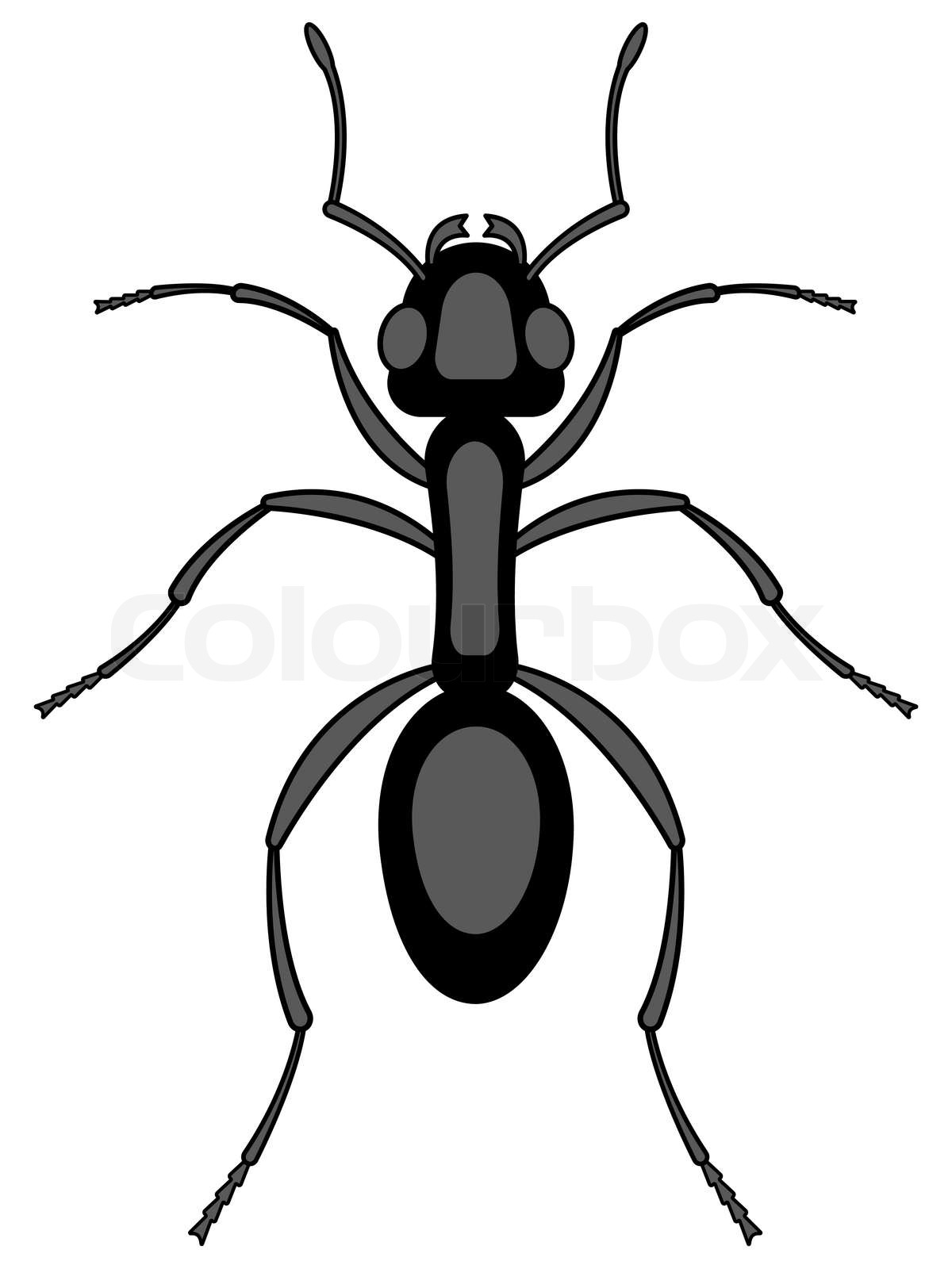 Ant Stock Vector Colourbox
