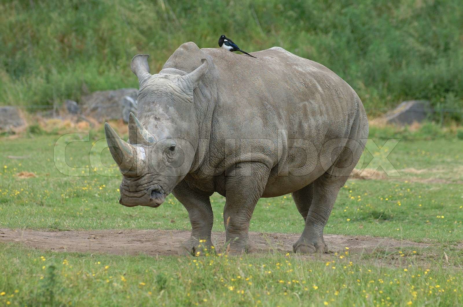 rhinos, birds, rhino | Stock image | Colourbox