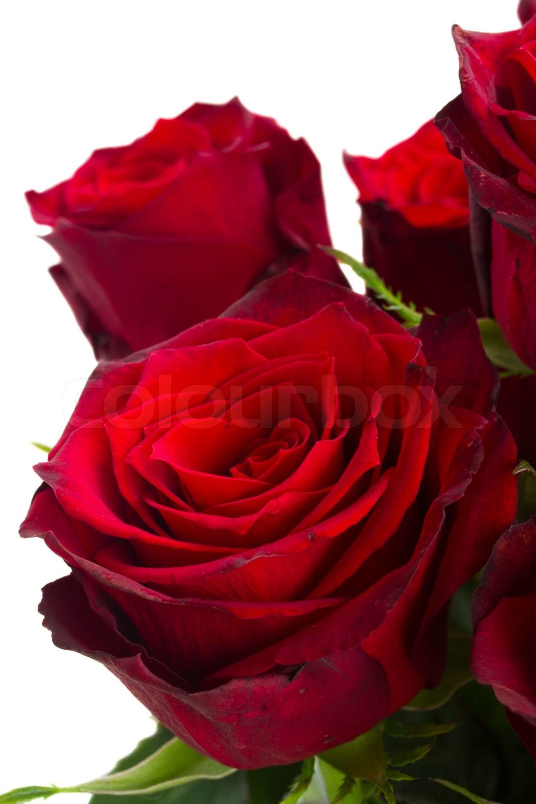 scarlet red roses | Stock image | Colourbox