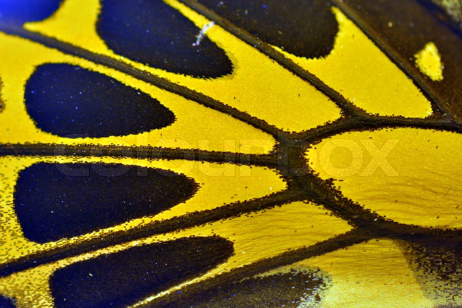 yellow Butterfly Wing | Stock image | Colourbox