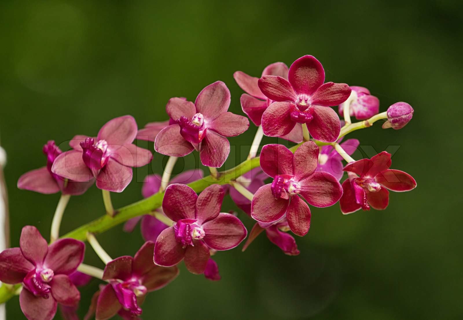 Fragrant Red Orchid ;Vanda Orchid, Vandachostylis Colmarie | Stock ...