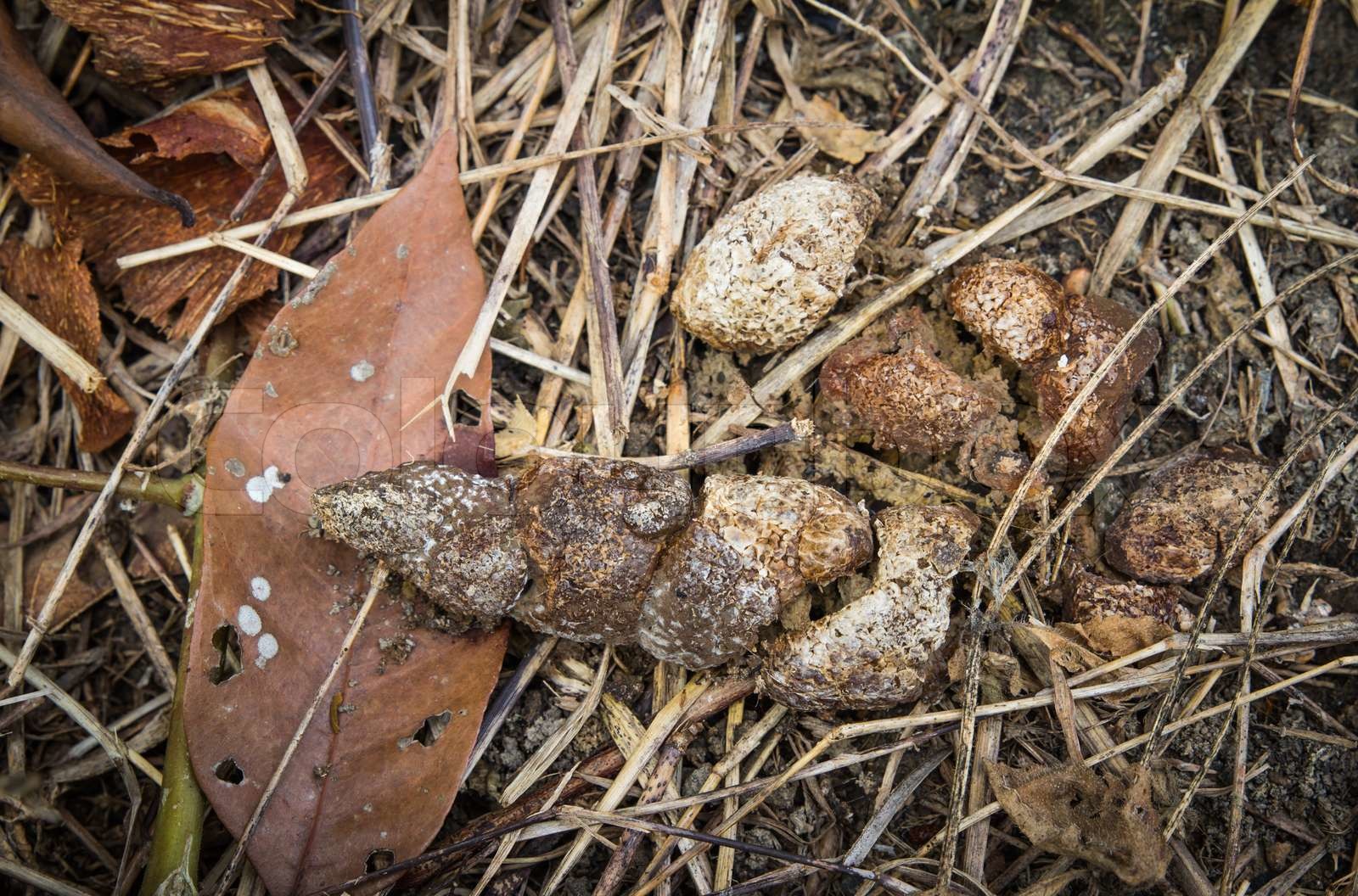 stinking dog turd on the green in the sun | Stock image | Colourbox