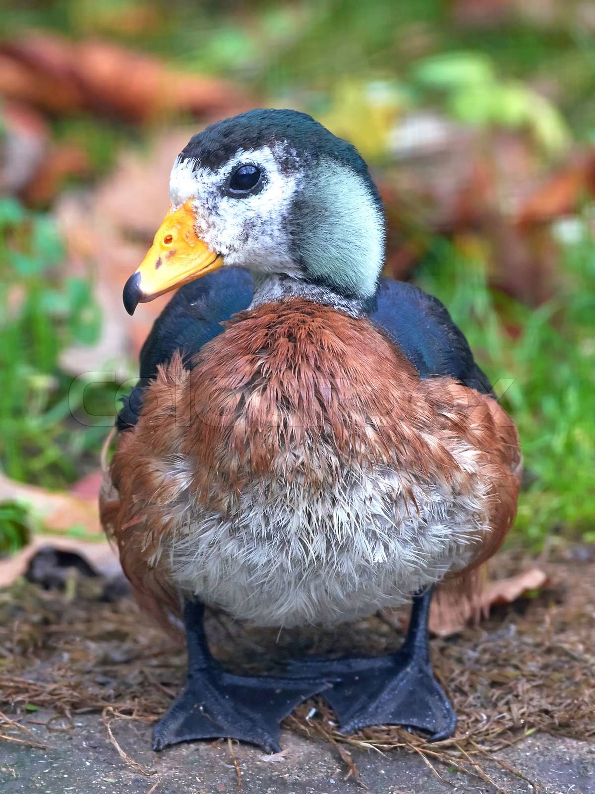 African Pygmy Goose (Nettapus auritus) | Stock image | Colourbox