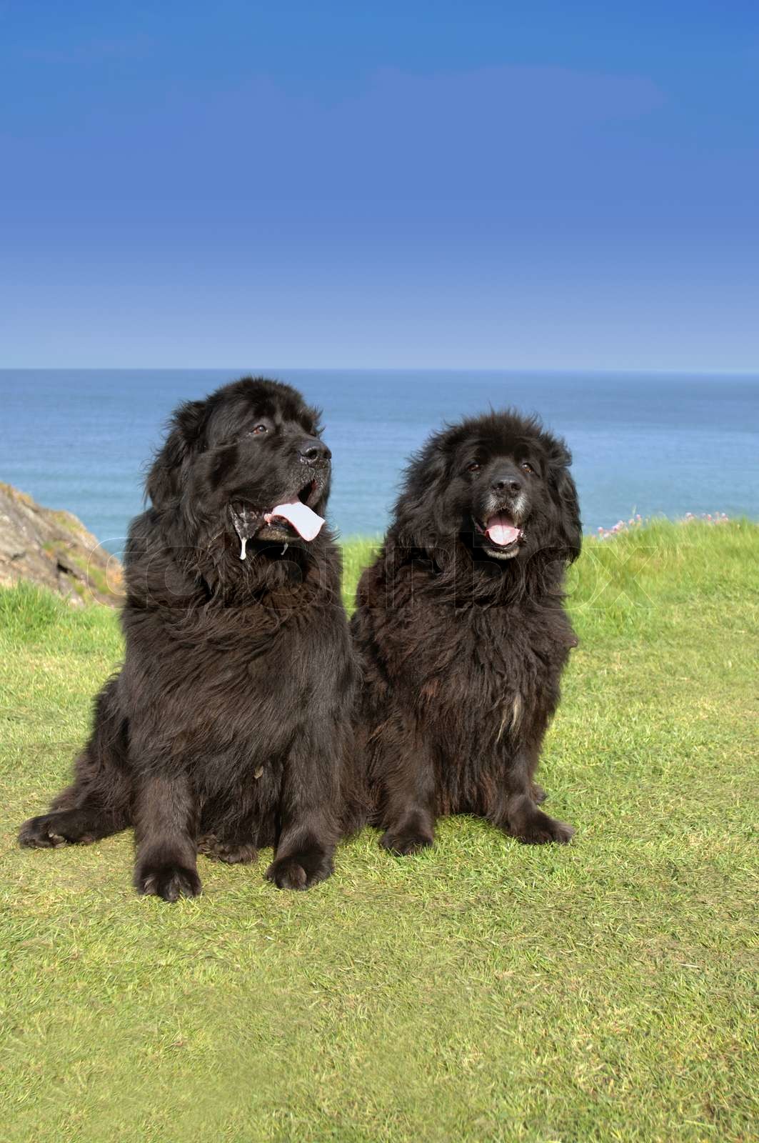 haustiere, tiere, hund | Stock Bild | Colourbox