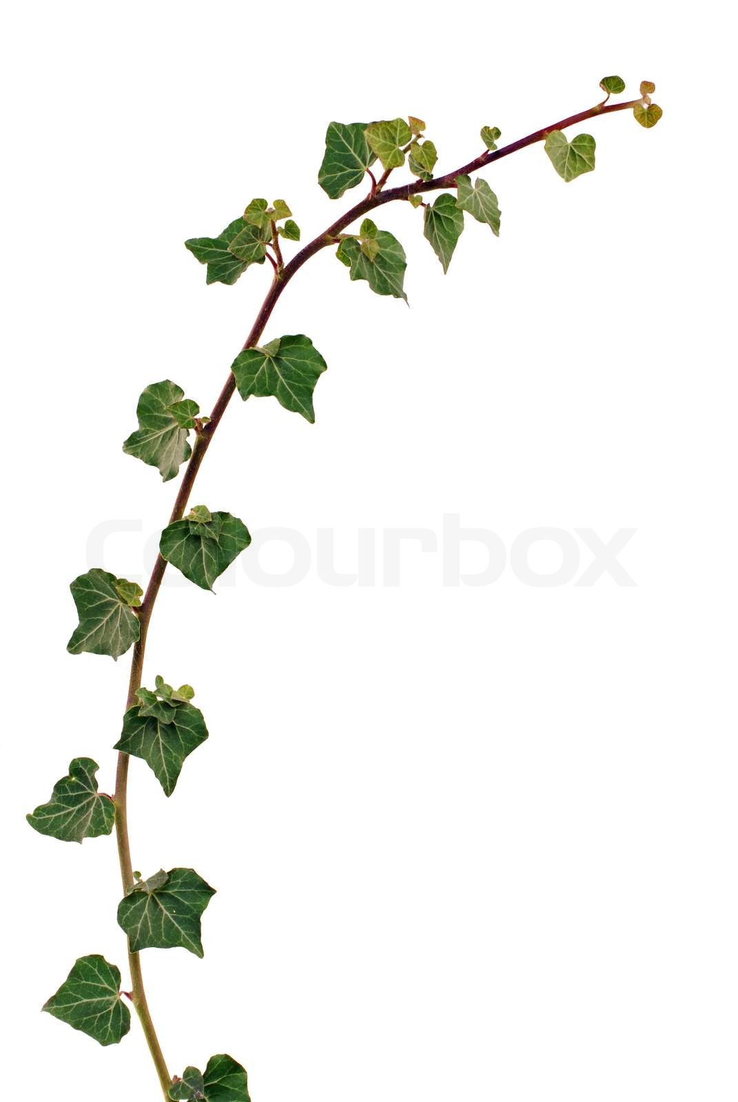 vedbend, planter, plante | Stock foto | Colourbox