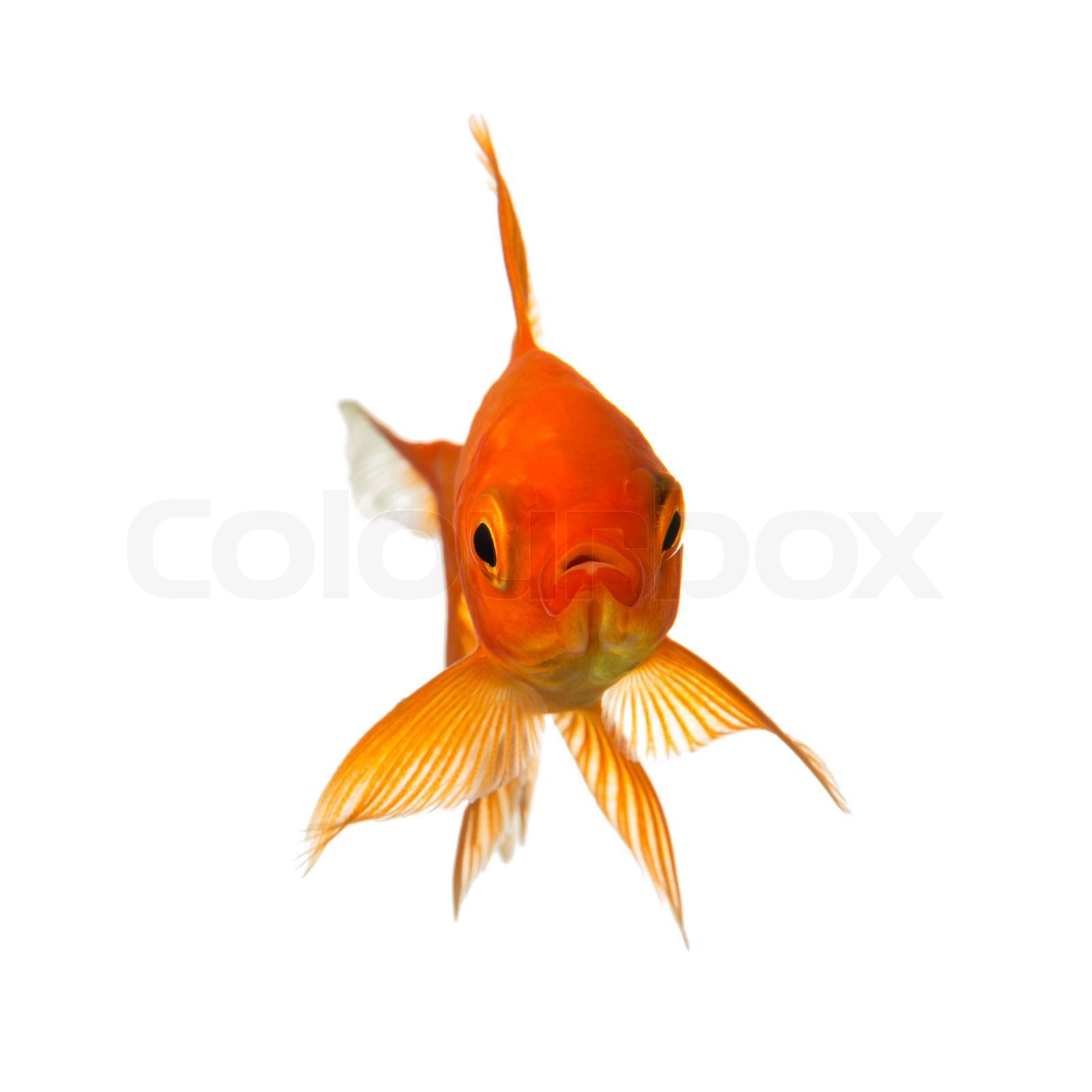 Goldfish looks | Stock image | Colourbox