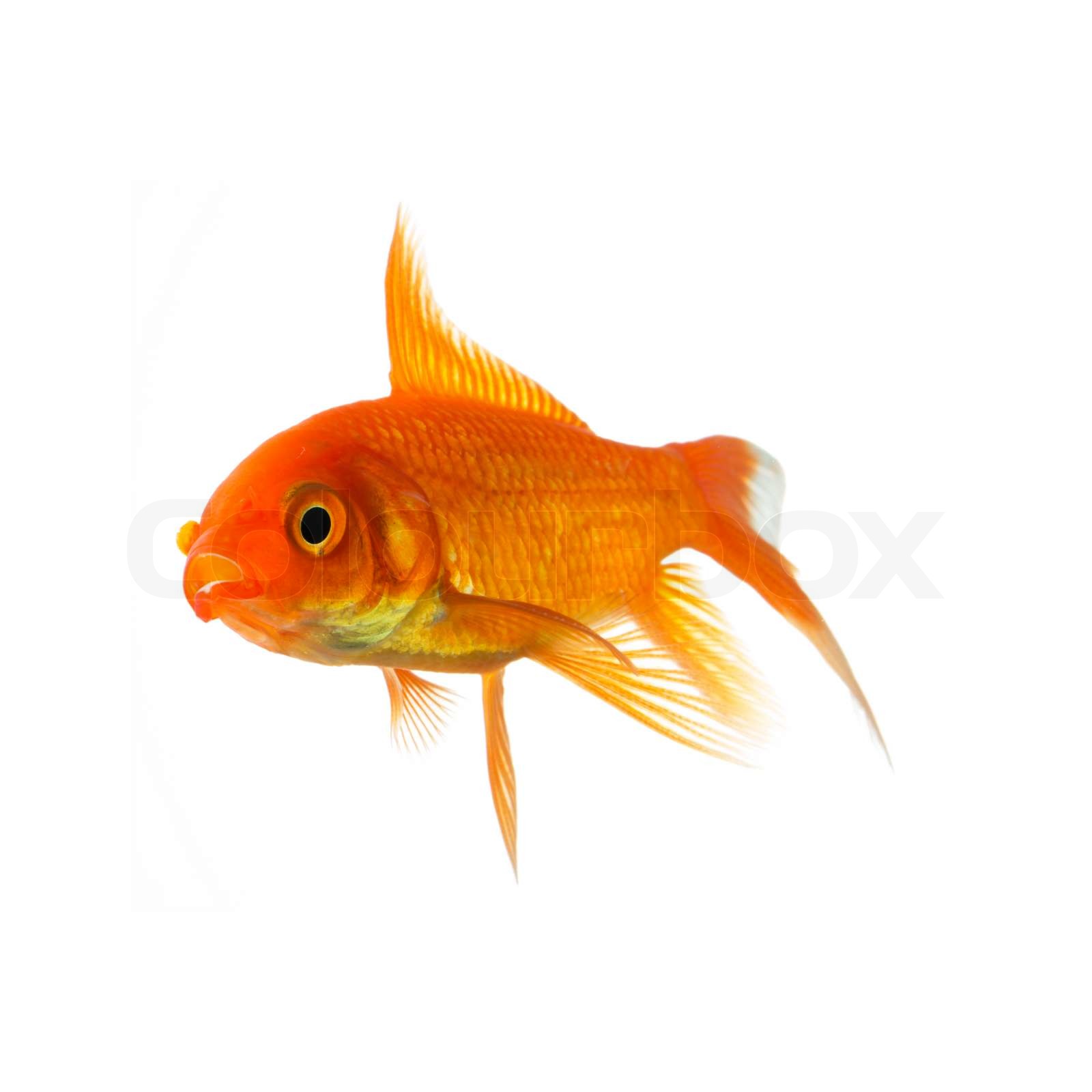 Goldfish swims in water | Stock image | Colourbox