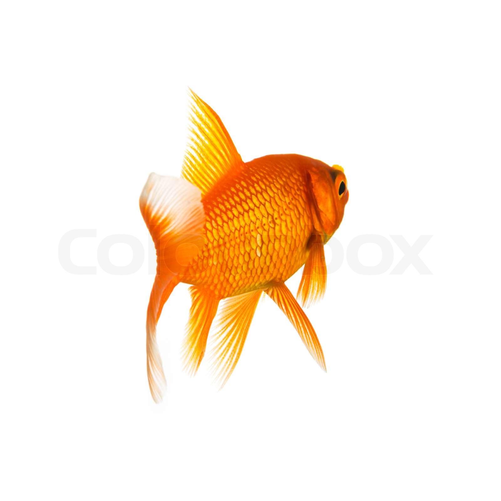 Goldfish from behind | Stock image | Colourbox
