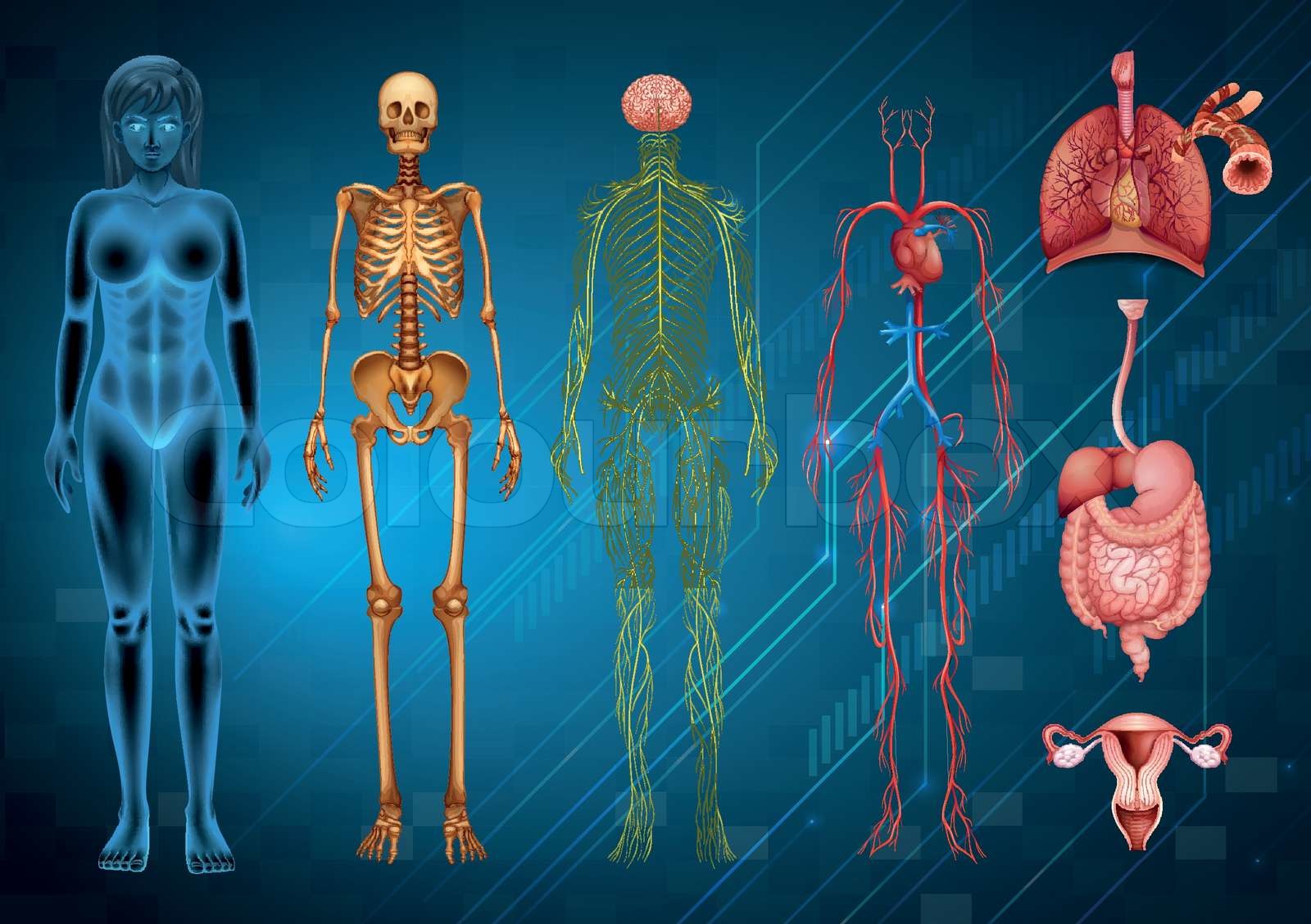 blodomløb, krop, menneske | Stock vektor | Colourbox