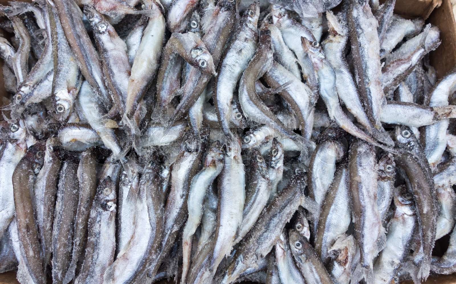 carcass fish | Stock image | Colourbox