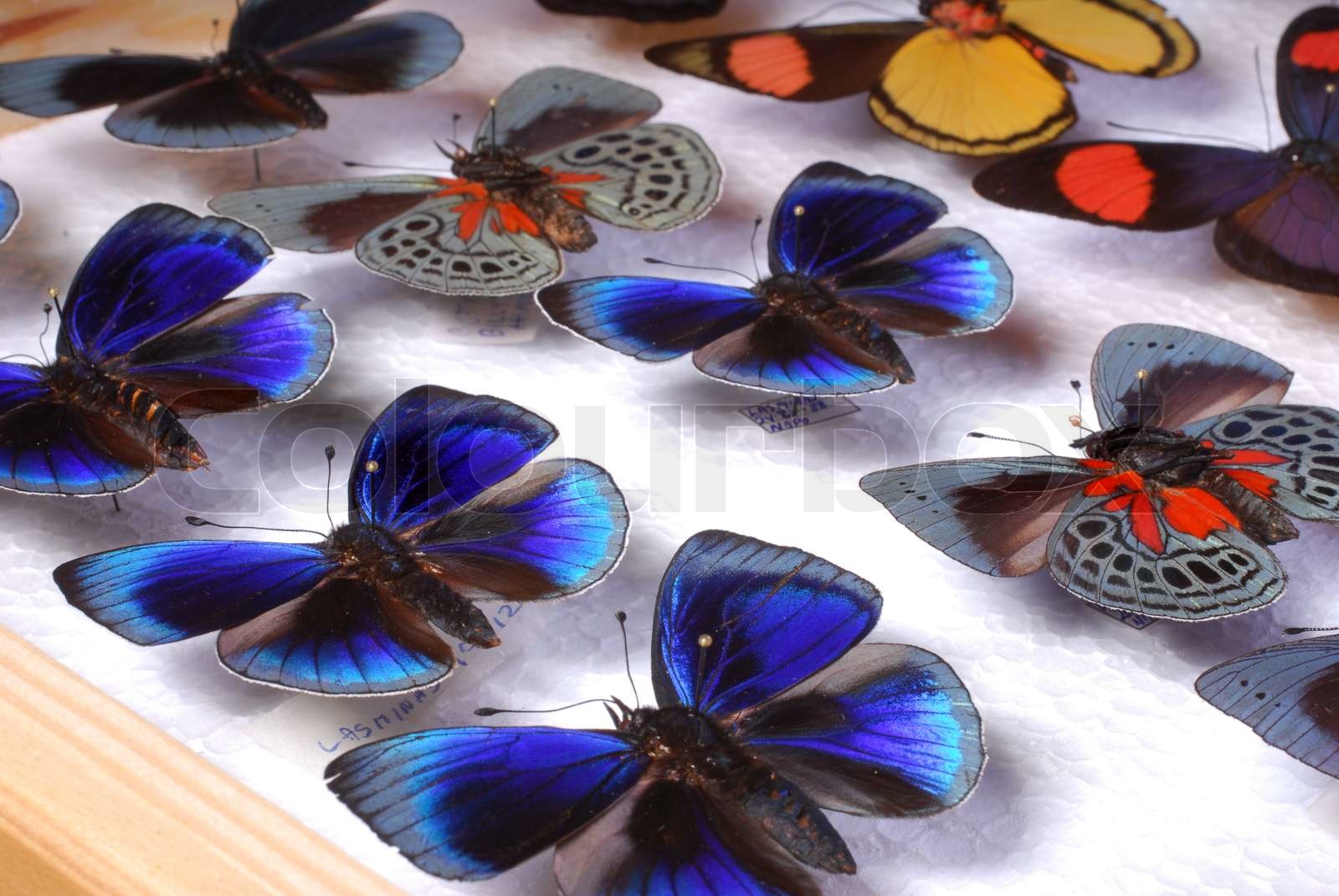 collection of butterflies | Stock image | Colourbox