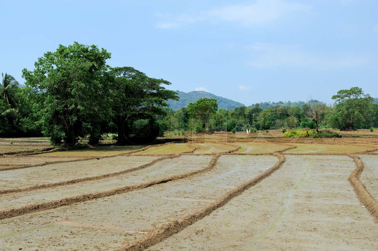 Paddy fields in Sri Lanka | Stock image | Colourbox