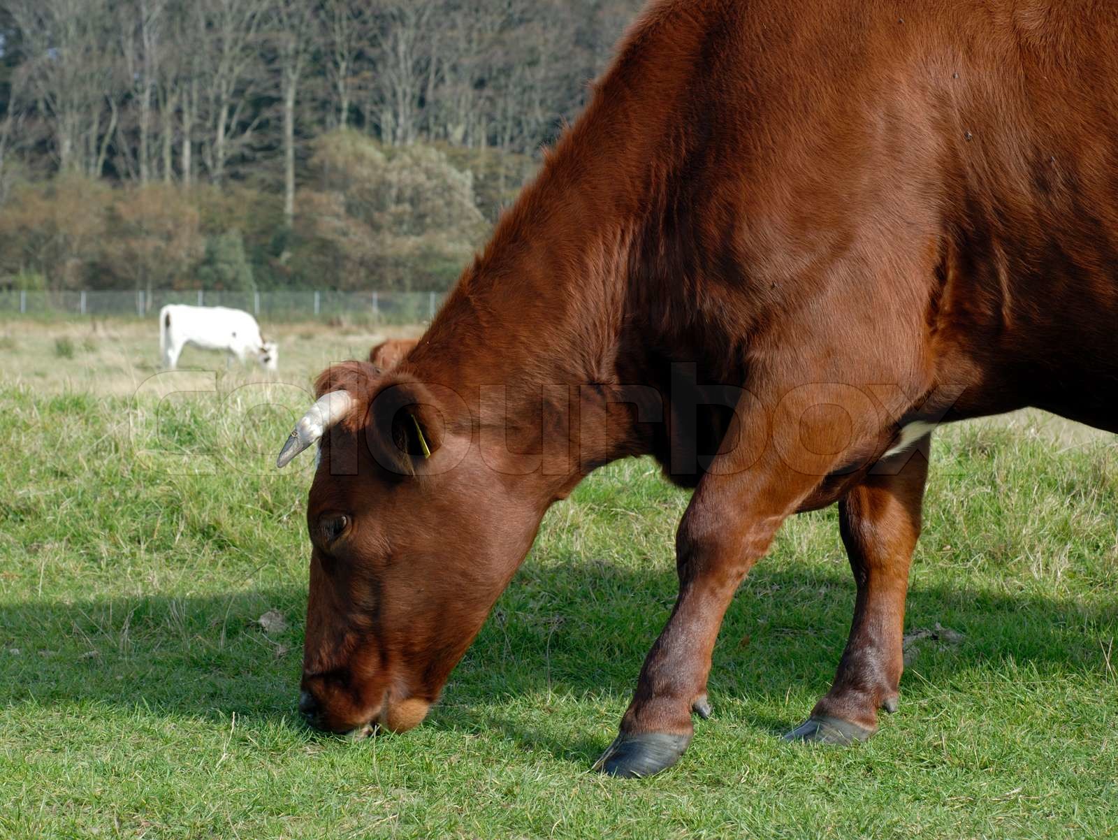 Close-up red Danish cow. | Stock image | Colourbox