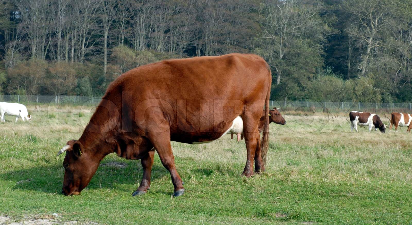 Herde von Rindern? s um ein Feld der Küste in Dänemark. die rote Kuh im ...