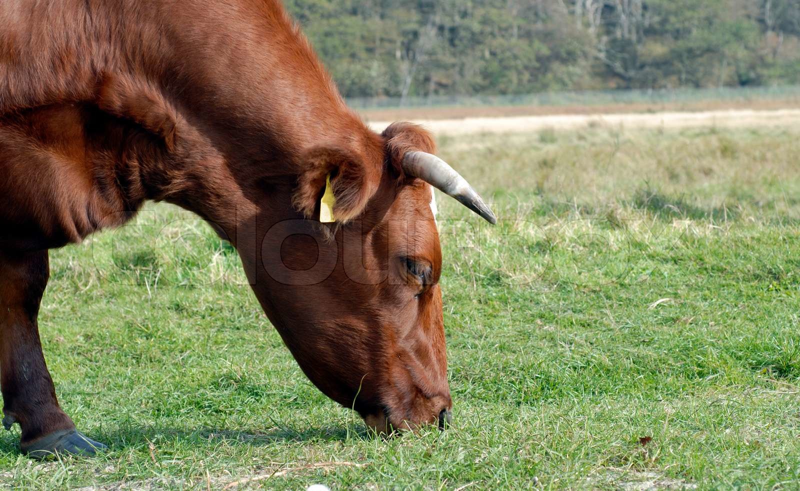Red Danish cow grazing on a coastline field in Denmark. Old Danish race ...