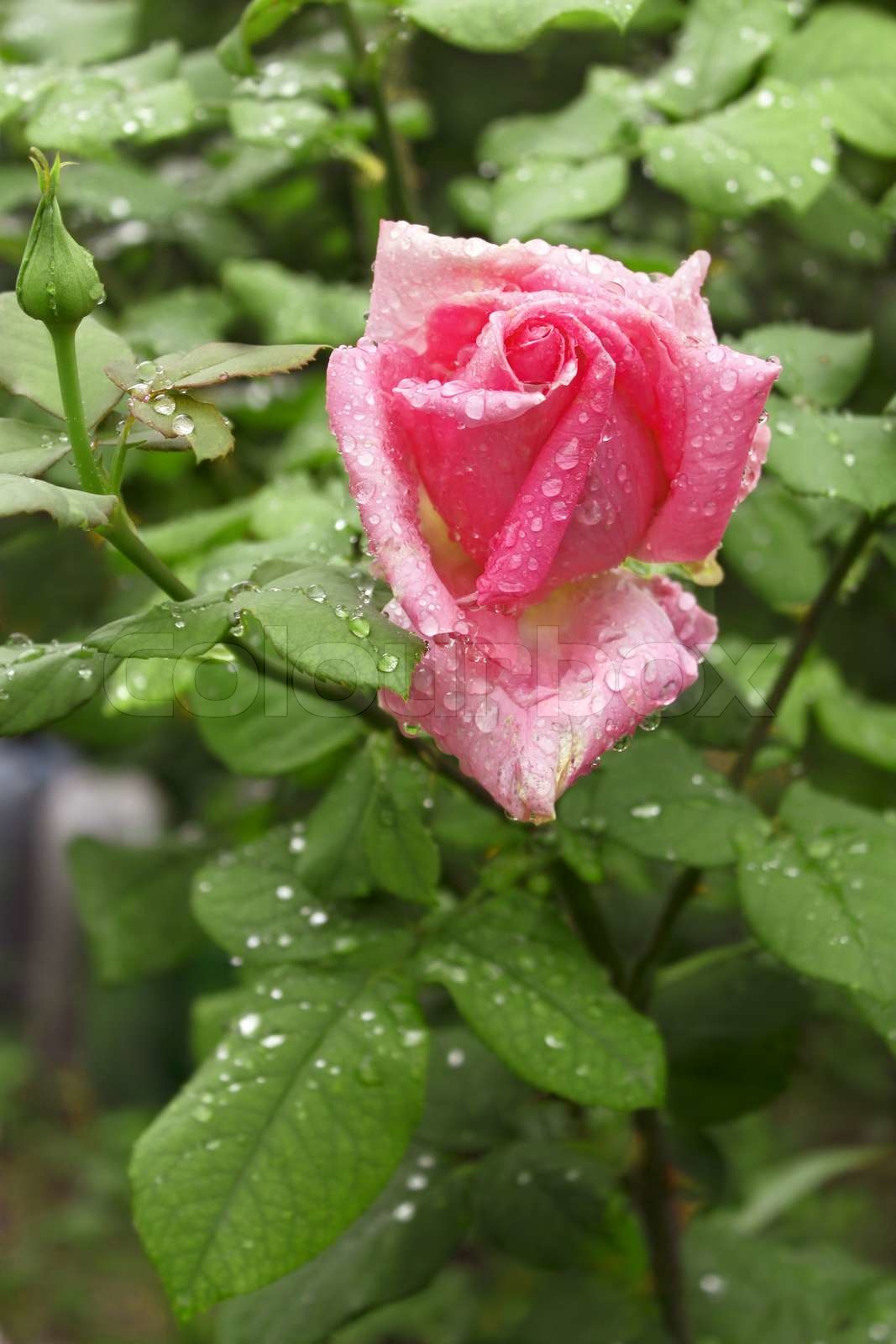 Rose with water drops | Stock image | Colourbox