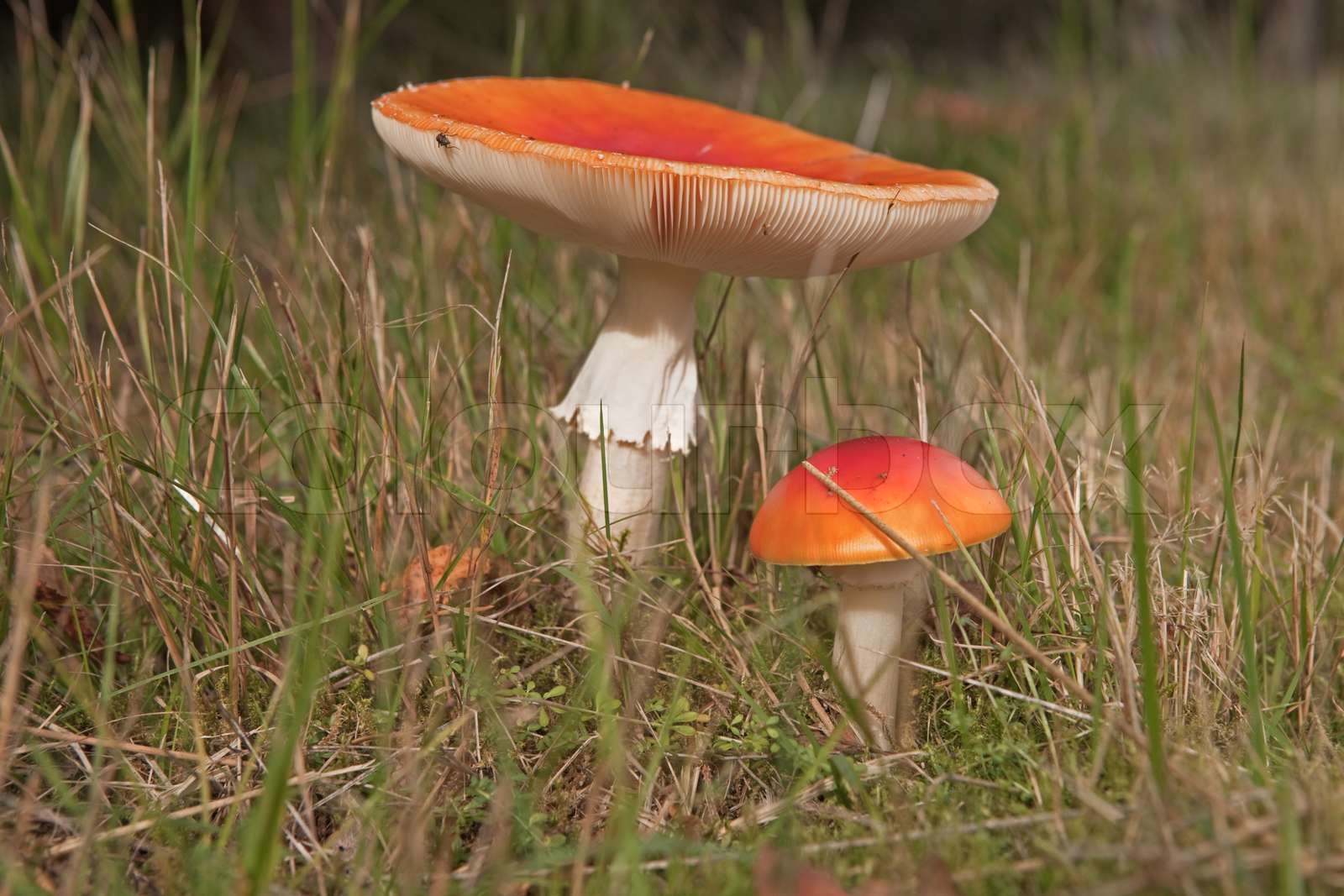 poisonous fly agaric | Stock image | Colourbox