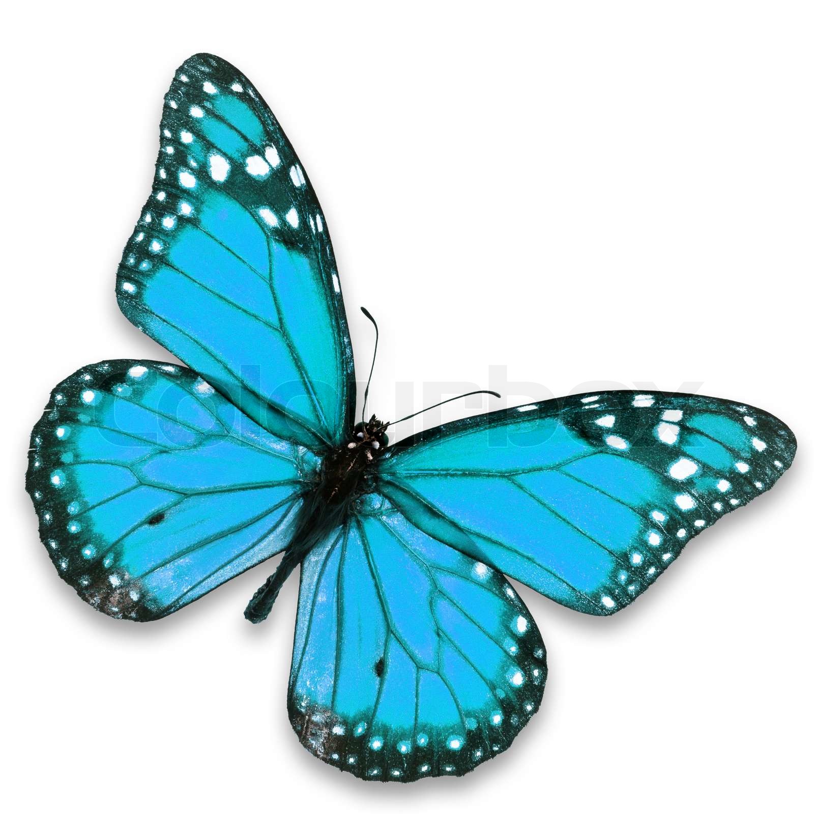 Blue Butterfly Transparent Background